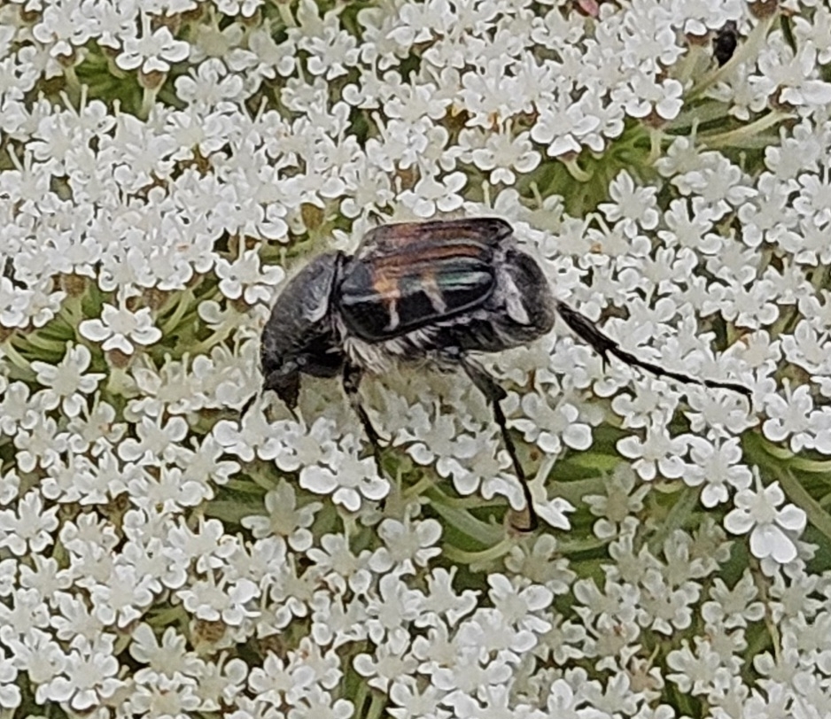 Bee-like Flower Scarab from Laurel, MD 20724, USA on June 29, 2024 at ...