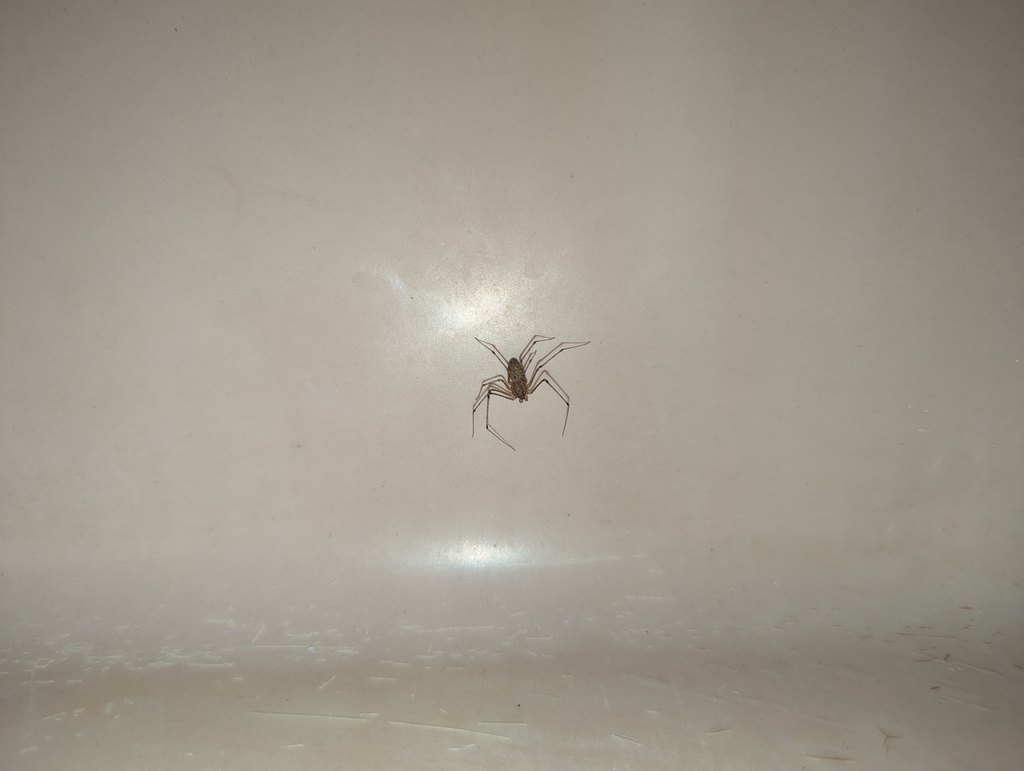 Scytodes atlacoya in June 2024 by Katy Smith · iNaturalist