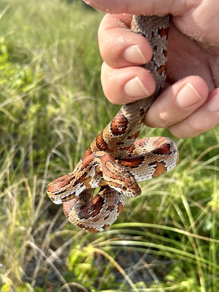 Corn Snake from Purple Martin Ln, Southern Shores, NC, US on June 29 ...