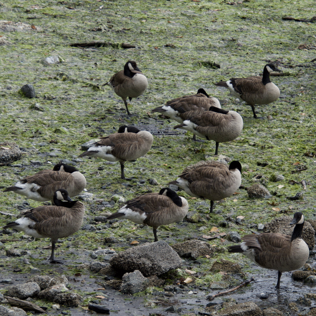 Canada Goose from Victoria, BC, Canada on June 29, 2024 at 10:58 AM by ...