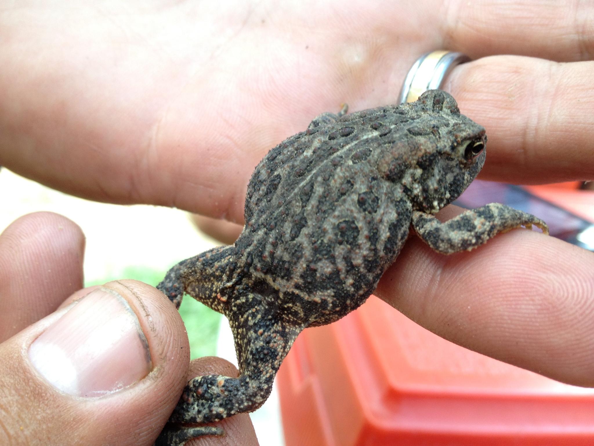 Anaxyrus houstonensis (Sanders, 1953)