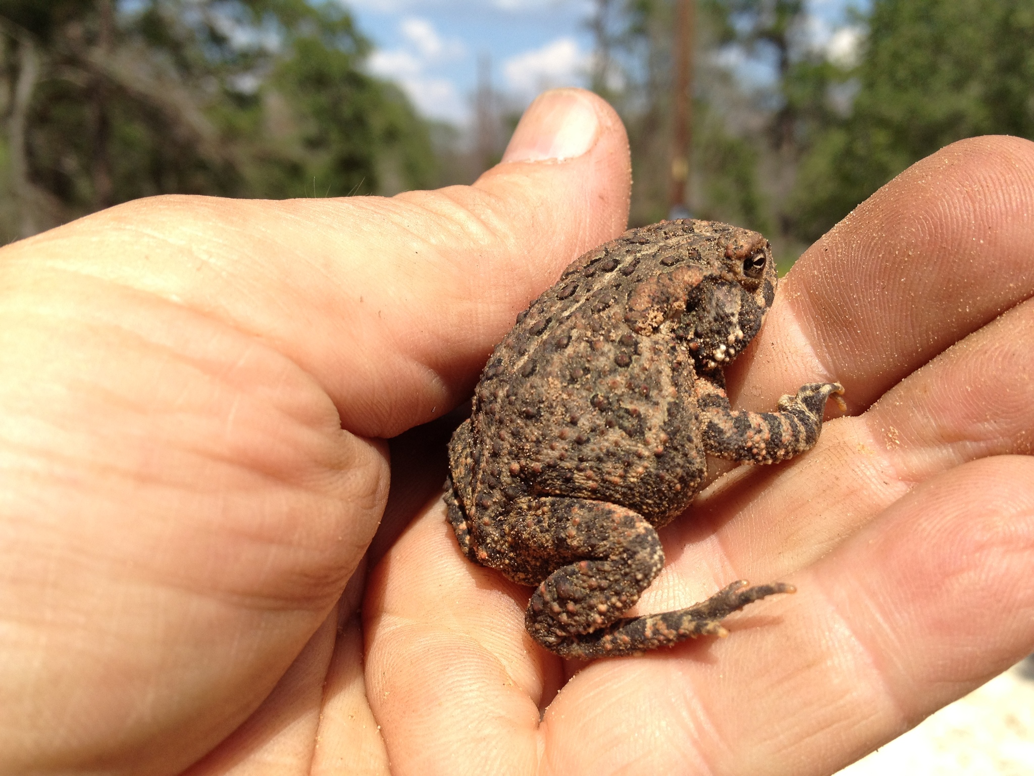 Anaxyrus houstonensis (Sanders, 1953)