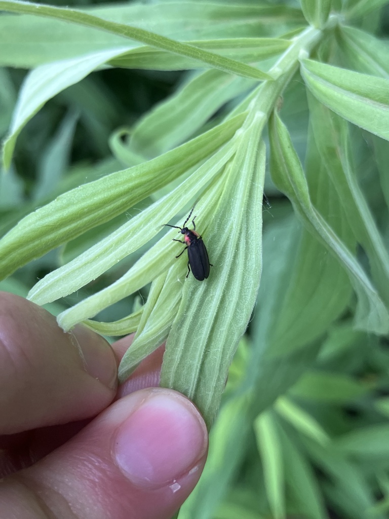 Dark Firefly from Coon Rapids, MN, US on June 29, 2024 at 02:25 PM by ...