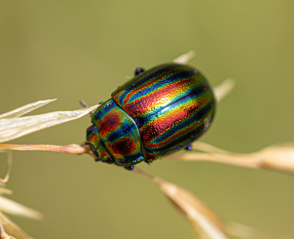 Rainbow Leaf Beetle from Kayl, Luxembourg on June 29, 2024 at 02:52 PM by fredur · iNaturalist