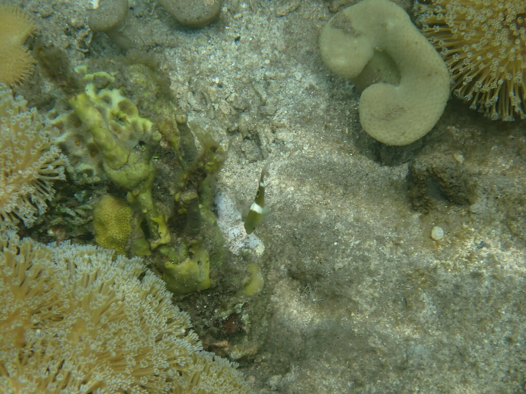 Monarch Damsel from Raja Ampat Regency, West Papua, Indonesia on April ...