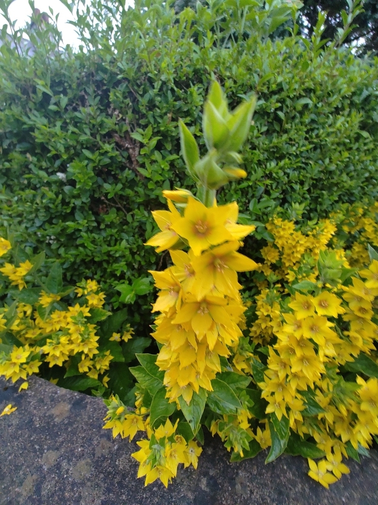 Loosestrifes from Hutton, Preston PR4, UK on June 29, 2024 at 09:30 PM ...