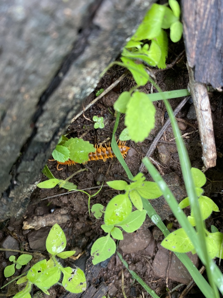 Rhachodesmidae from Silca, Olancho, HN on June 29, 2024 at 11:58 AM by ...
