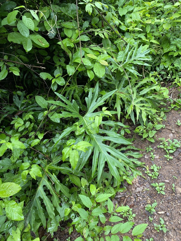 Split Leaf Climber from Silca, Olancho, HN on June 29, 2024 at 12:02 PM ...