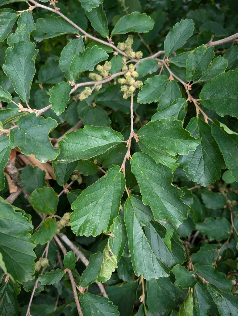 ozark witch-hazel from Sherrill Township, MO, USA on June 29, 2024 at ...