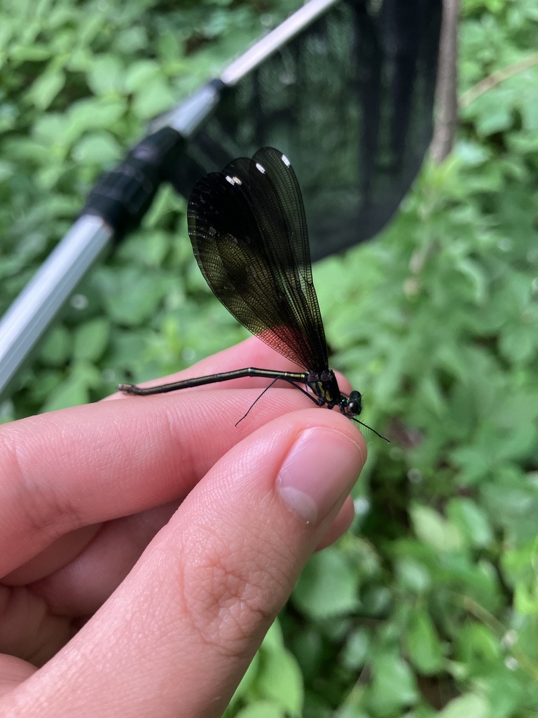 Ebony Jewelwing from Coon Rapids, MN, US on June 29, 2024 at 03:50 PM ...