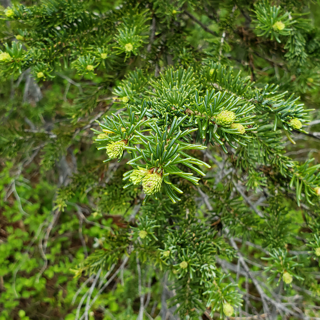 subalpine fir from Little River Trail, Clallam, WA, USA on June 26 ...