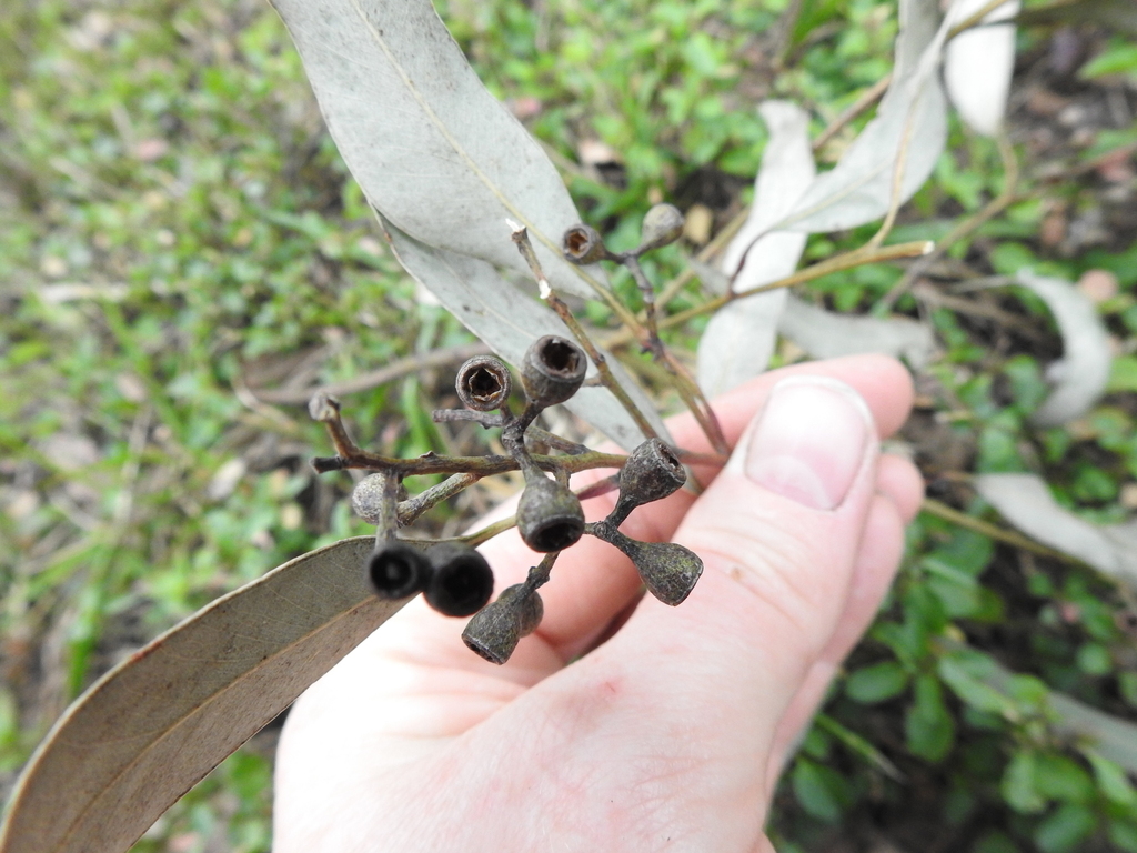 Northern Grey Ironbark from Brisbane QLD, Australia on June 29, 2024 at ...