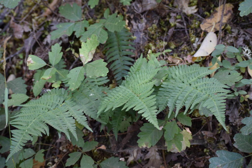 Polypodiales from Jackson County, US-OR, US on June 13, 2016 by ...