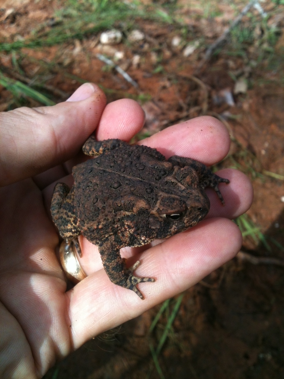 Anaxyrus houstonensis (Sanders, 1953)