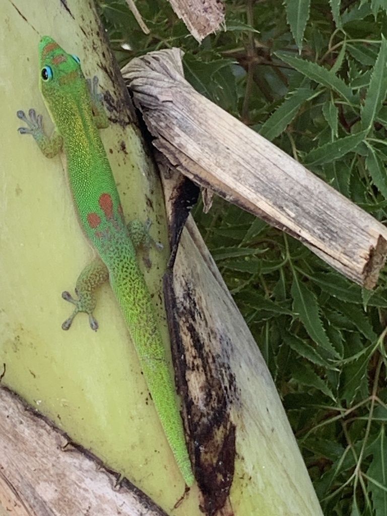 Gold Dust Day Gecko from Moorea, French Polynesia, PF on June 29, 2024 ...