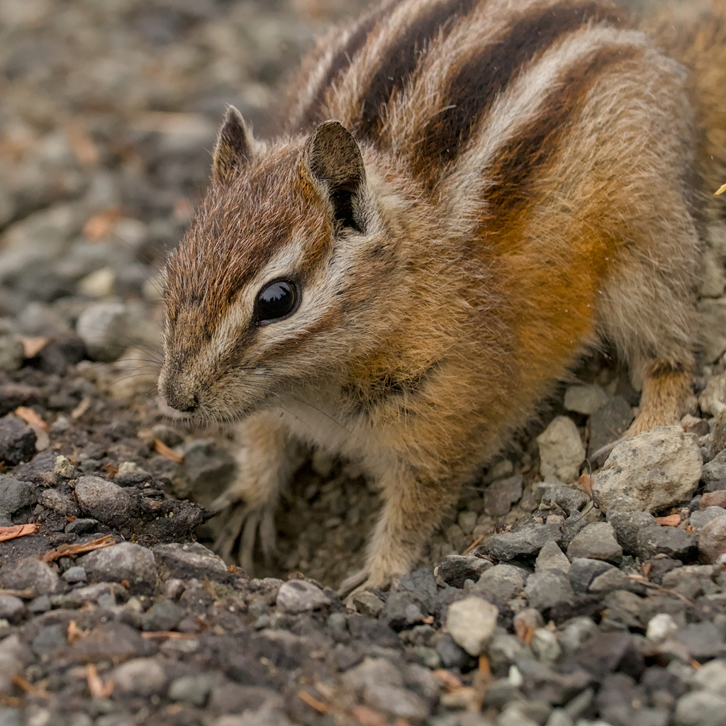 Olympic Chipmunk (Neotamias amoenus caurinus) - Know Your Mammals