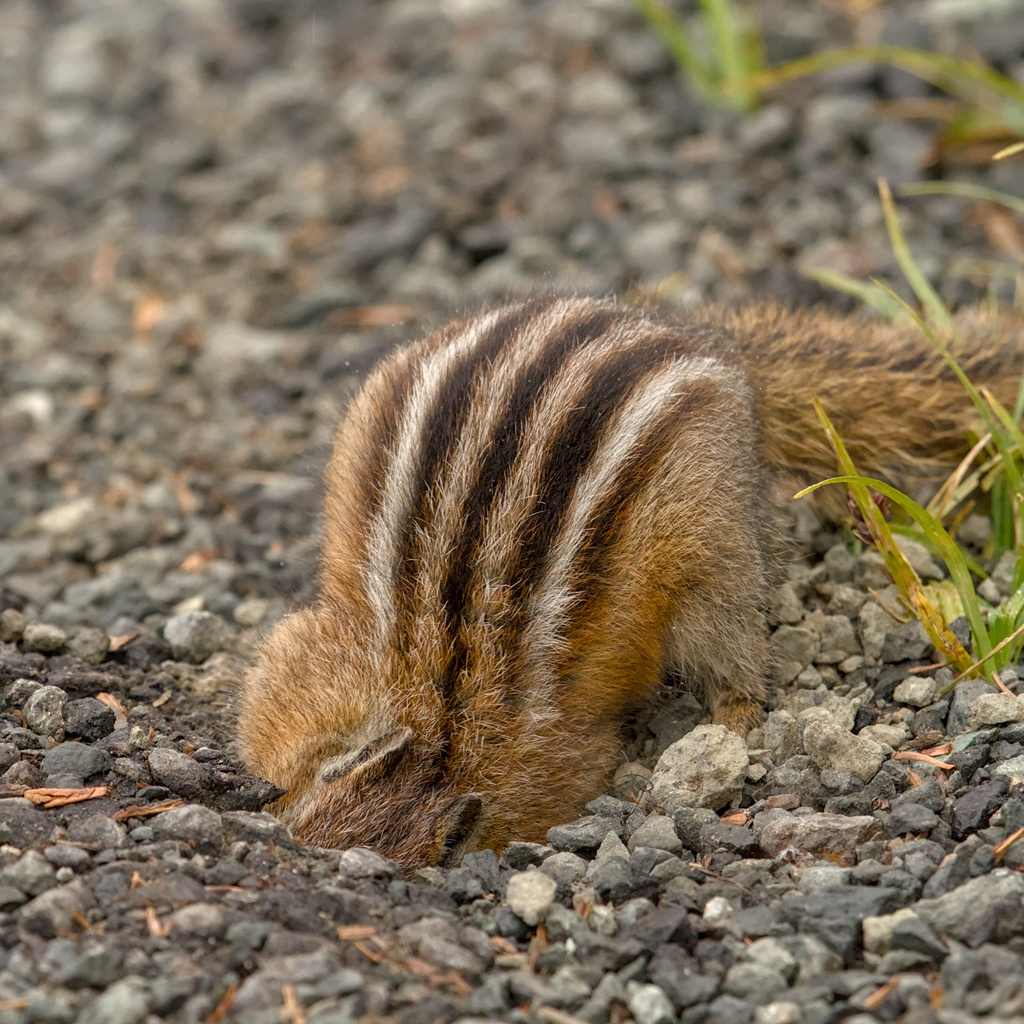 Olympic Chipmunk (Neotamias amoenus caurinus) - Know Your Mammals