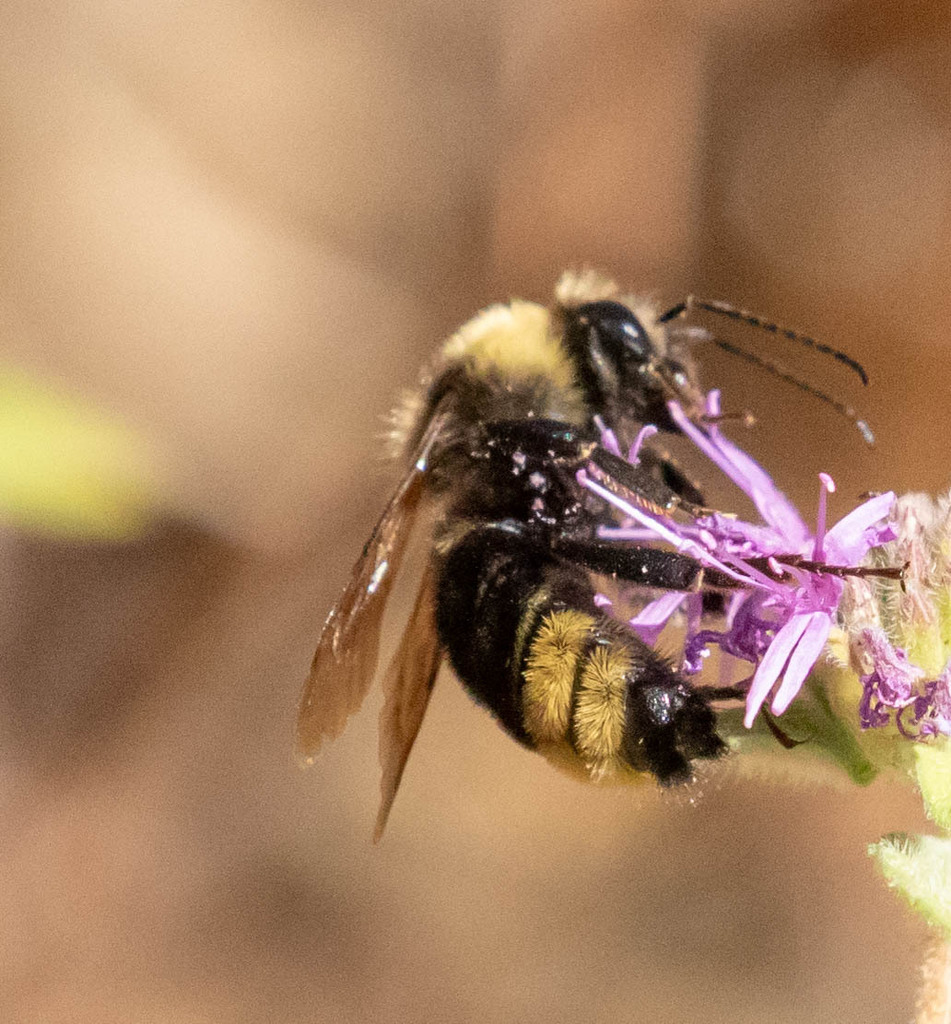 California Bumble Bee from Mount Diablo State Park, Contra Costa County ...