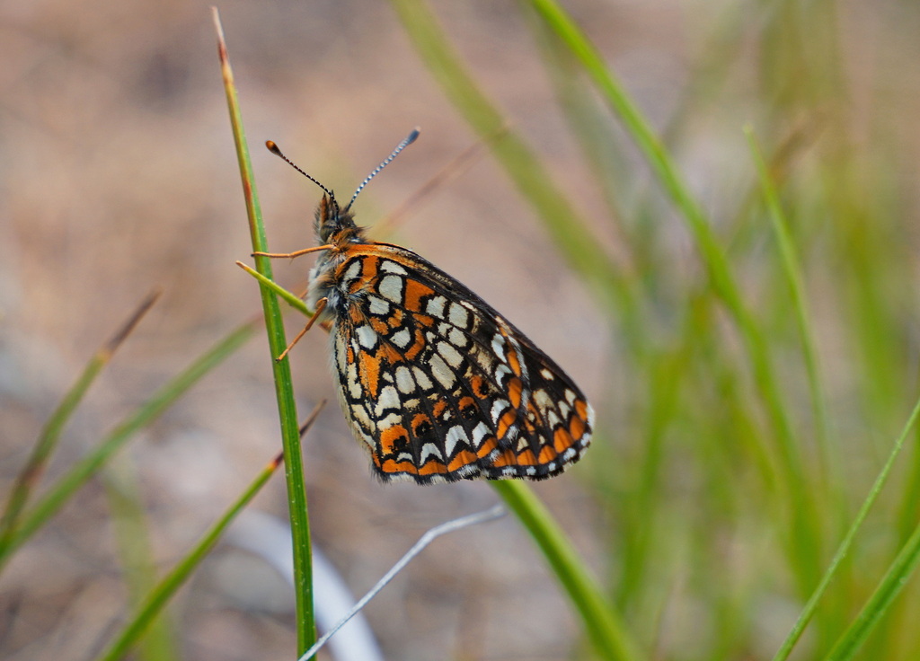 Harris's Checkerspot in June 2023 by David Barr · iNaturalist