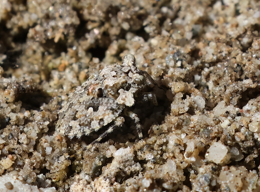 Big-eyed Toad Bug from Live Oak Canyon, Redlands, CA, USA on June 29 ...