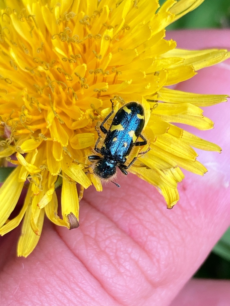 Ornate Checkered Beetle from Bluerock Wildland Provincial Park ...