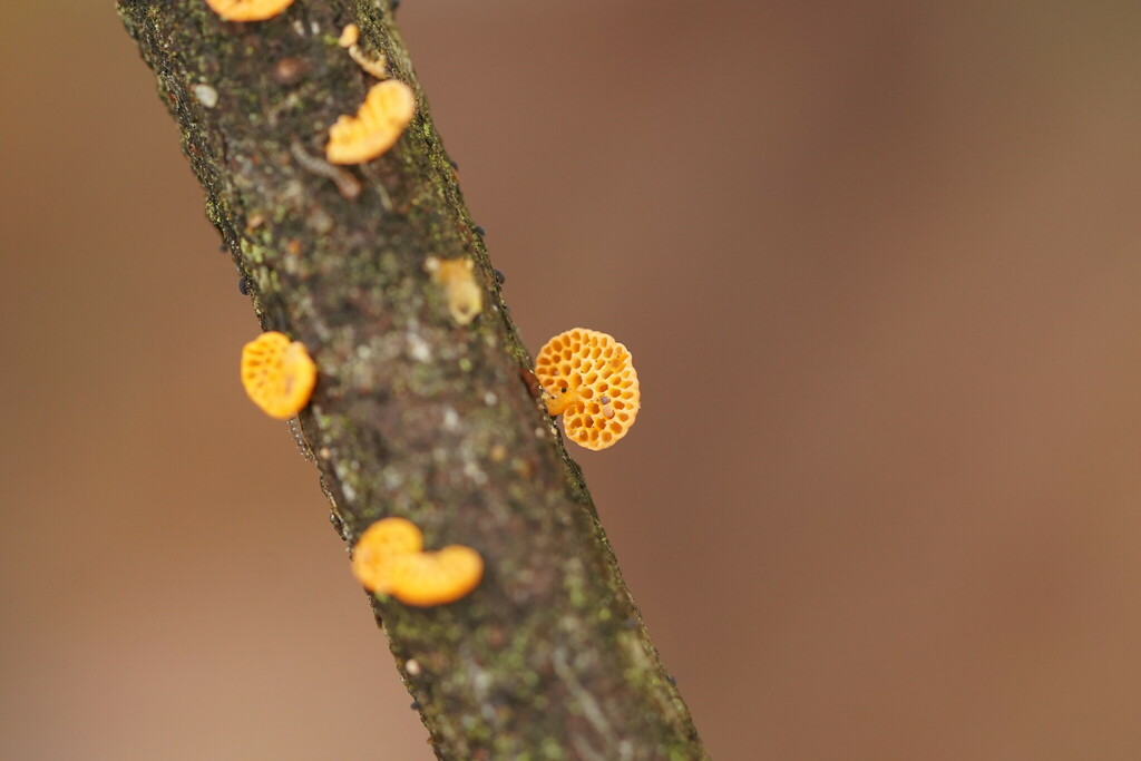 orange pore fungus from Bass Coast Bal, Victoria, Australia on June 22 ...
