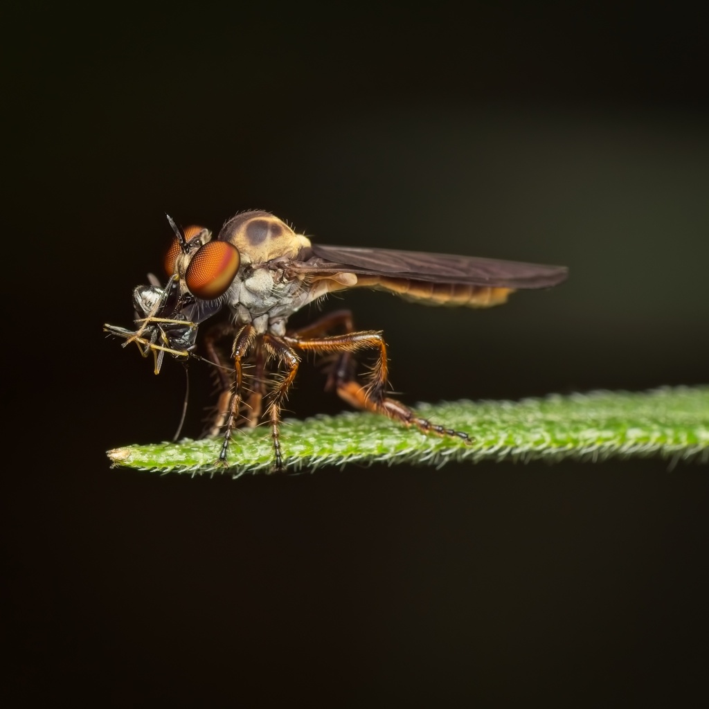 Gnat Ogres from Northmoor, Columbus, OH 43214, USA on June 27, 2024 at ...