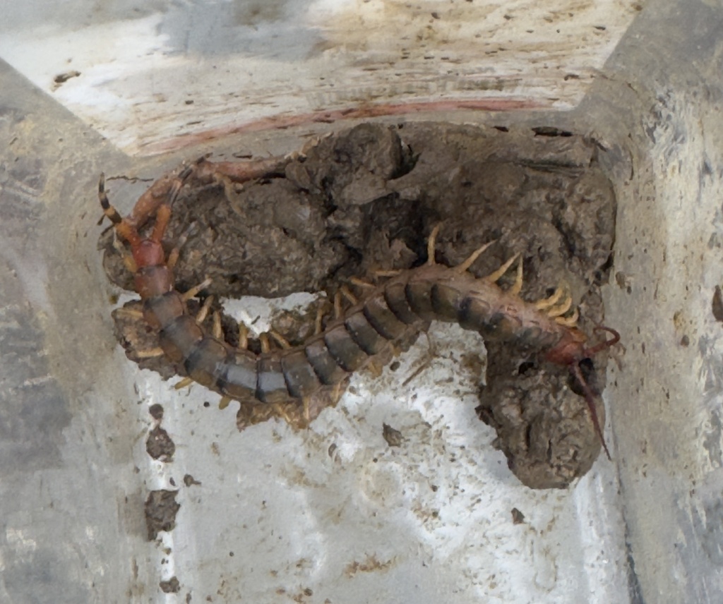 Scolopendra angulata from Trinidad, Trinidad and Tobago, TT on June 29 ...