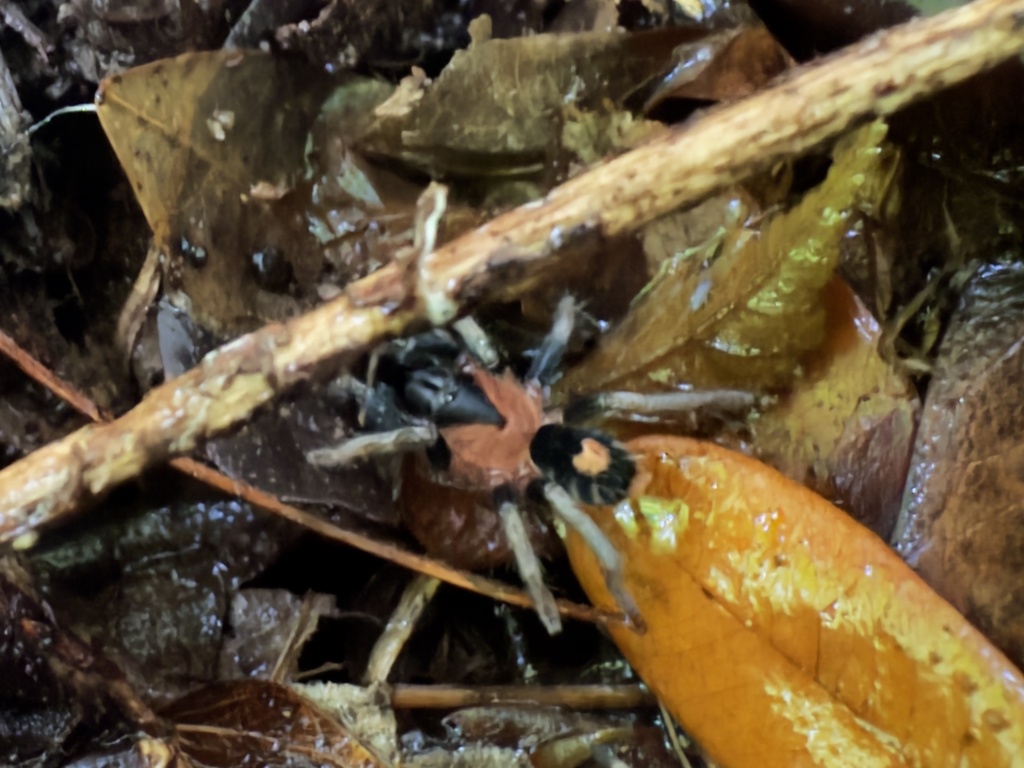 Trinidad Dwarf Tiger Tarantula from Trinidad, Trinidad and Tobago, TT ...