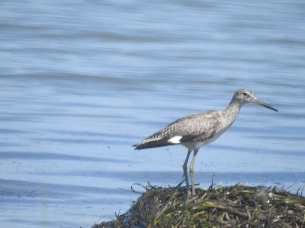 Willet from Worcester County, MD, USA on June 29, 2024 at 03:01 PM by ...