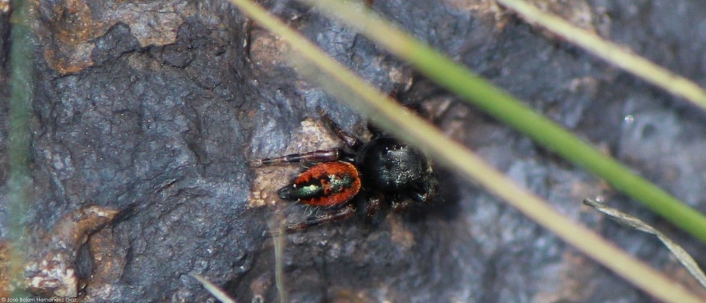 Phidippus pompatus from Jardín Botánico Regional de Cadereyta ...