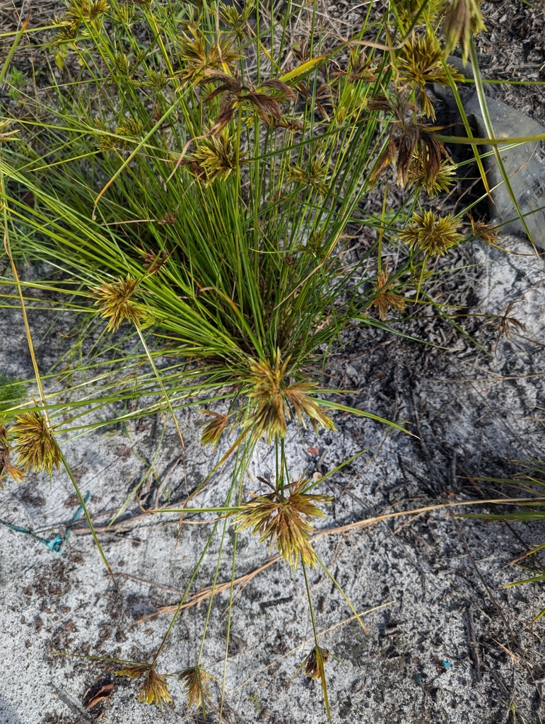Bunchy flat-sedge from Winter Haven, FL 33880, USA on June 29, 2024 at ...
