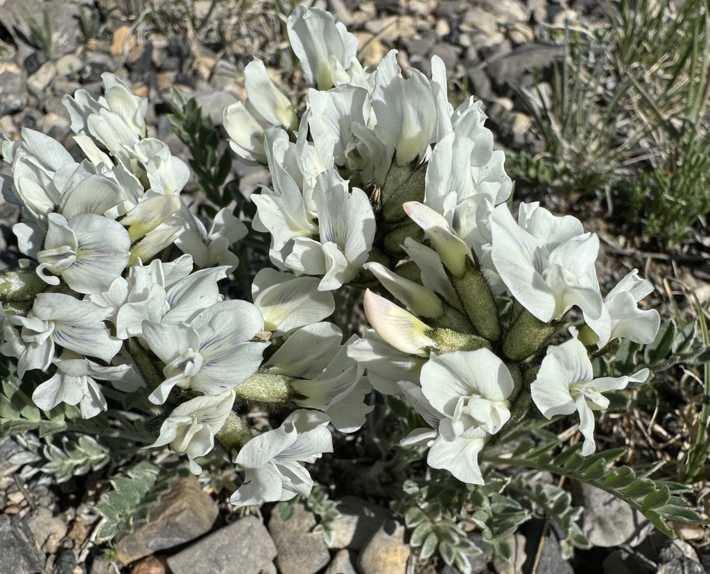 White Point-vetch from Pike and San Isabel National Forests, Fairplay ...