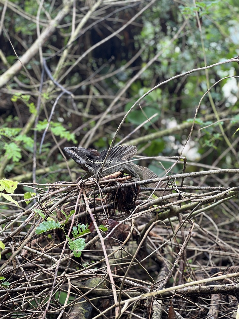 Common Basilisk in June 2024 by Matthew. Lifer · iNaturalist