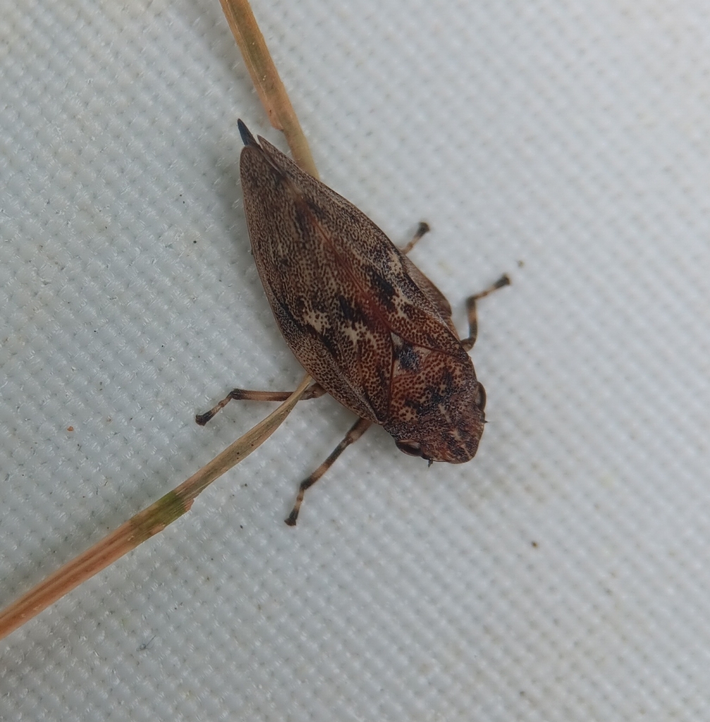 pine spittlebug from West Greenwich, RI 02817, USA on June 29, 2024 at ...
