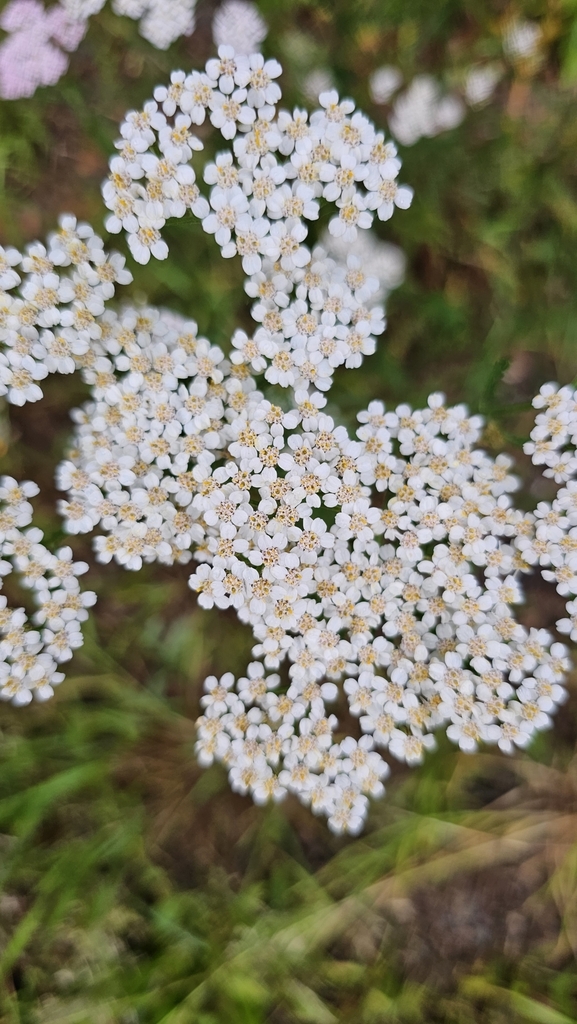 common yarrow from Revelstoke, BC, Canada on June 28, 2024 at 04:59 PM ...