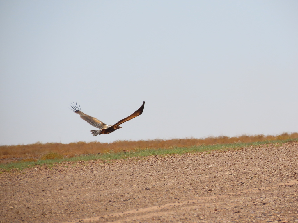 Wedge-tailed Eagle from Birdsville QLD 4482, Australia on September 22 ...