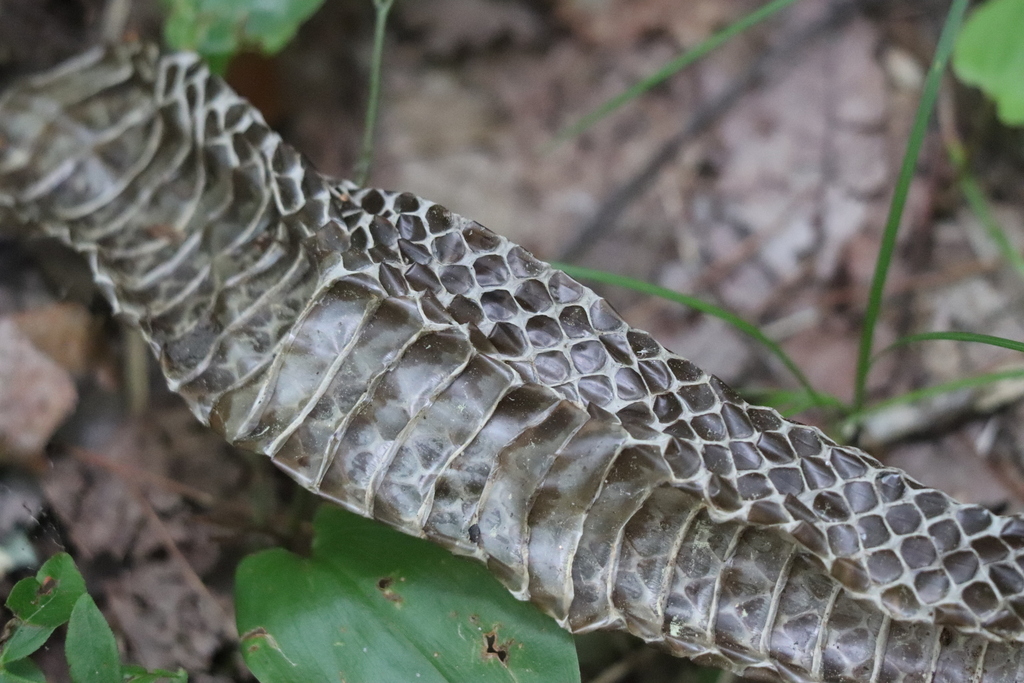 Colubrid Snakes in June 2024 by Mark Apgar · iNaturalist