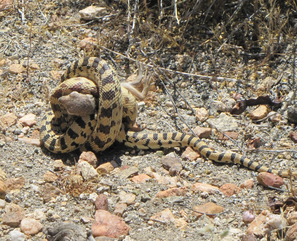 Great Basin Gopher Snake from Little San Bernardino Mtns, Joshua Tree ...