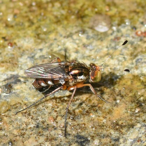 Tachytrechus auratus · iNaturalist