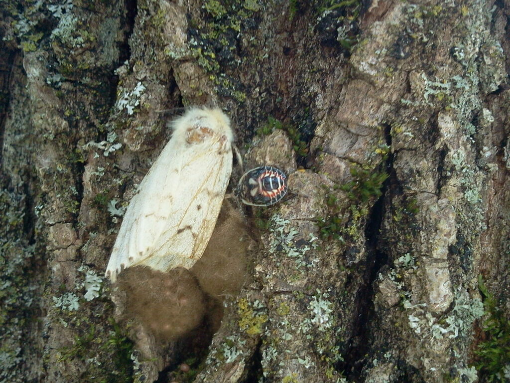 Spongy Moth from Sauk County, WI, USA on June 29, 2024 at 03:55 PM by ...