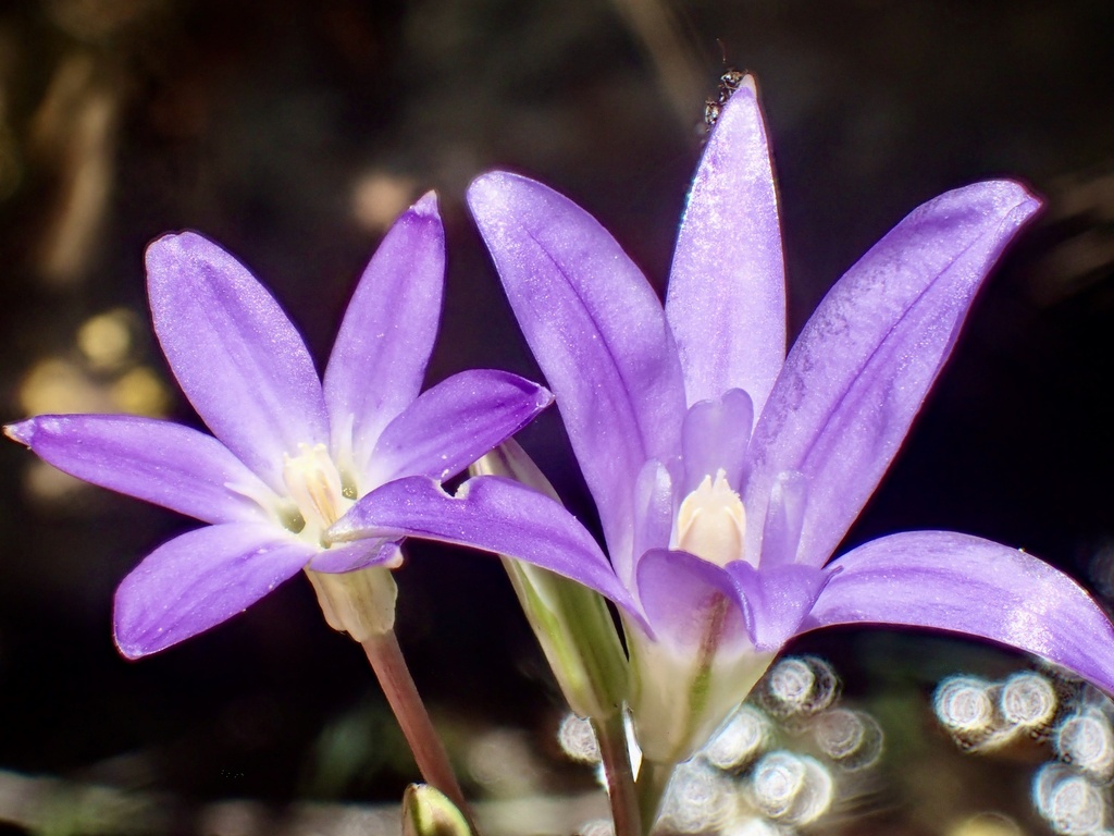 thread-leaved brodiaea in June 2024 by Ron Vanderhoff. Pictured with co ...