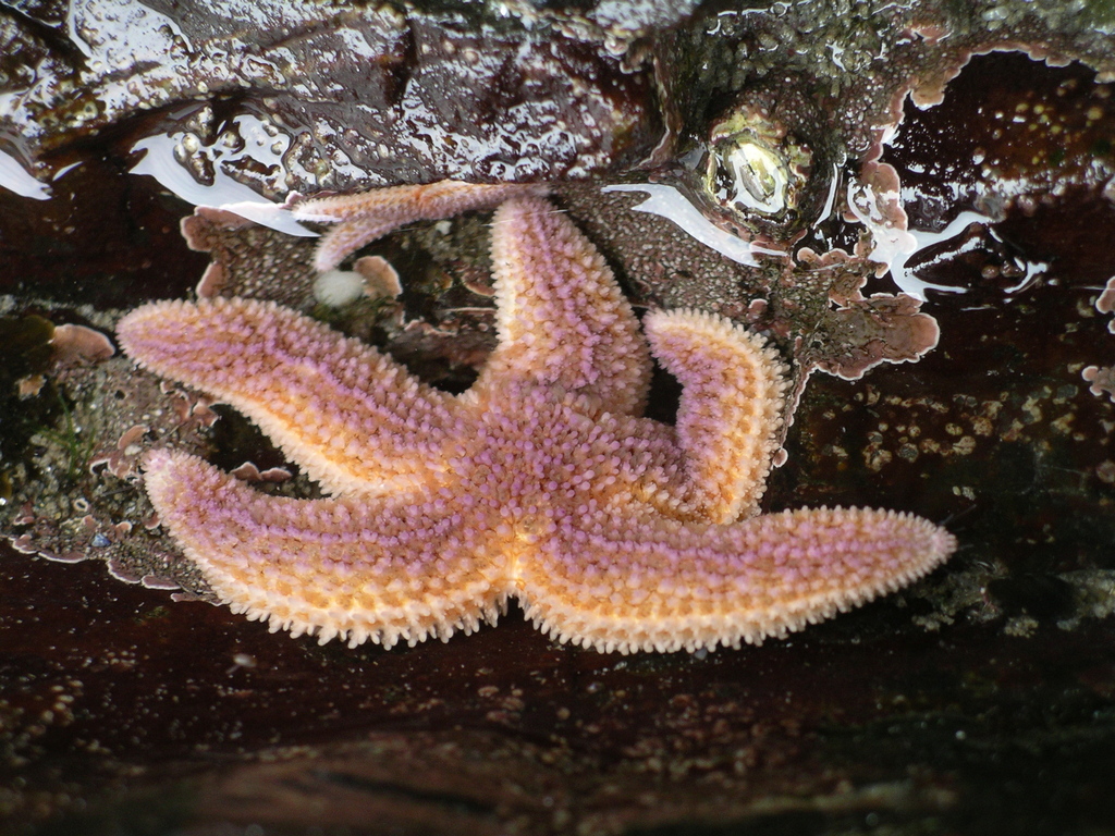 Common Sea Star from Ogunquit, ME, USA on September 14, 2006 at 09:32 ...