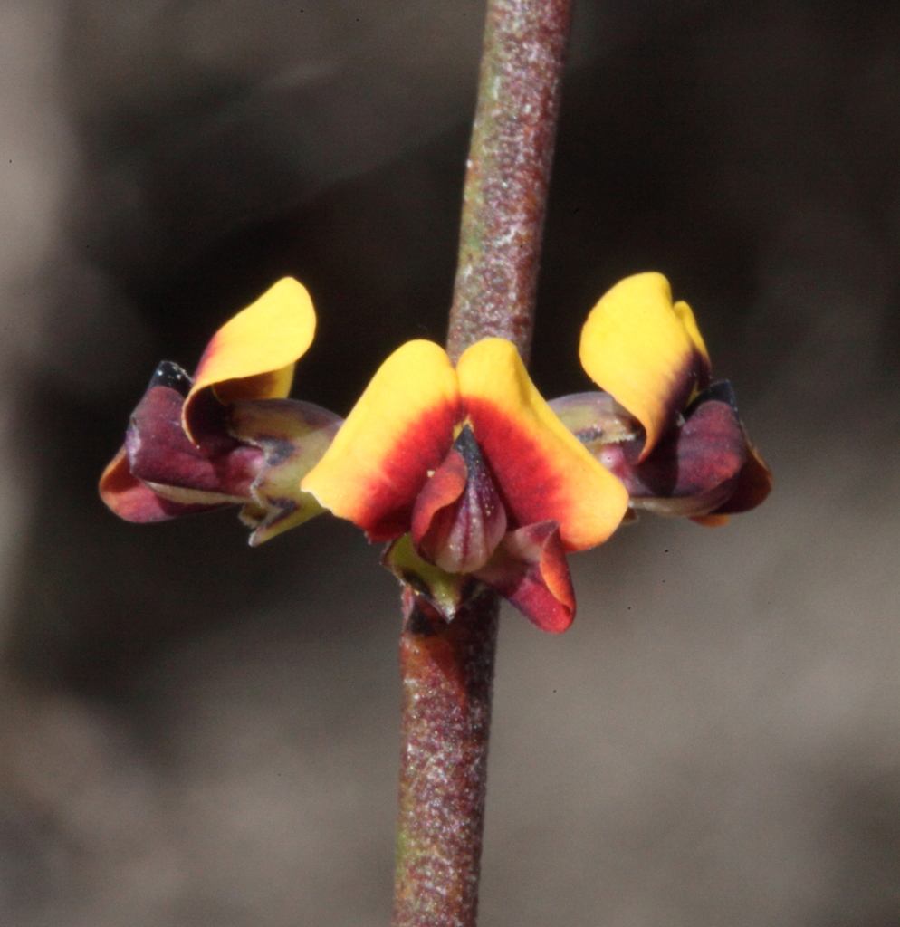 Dryland Bitter-pea from Mount Madden WA 6356, Australia on August 26 ...