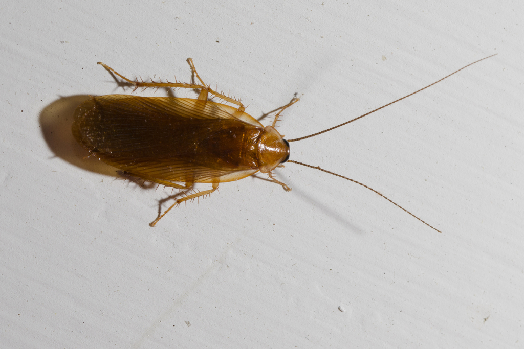 Uhler's Wood Cockroach (Cockroaches and Termites of the United States ...