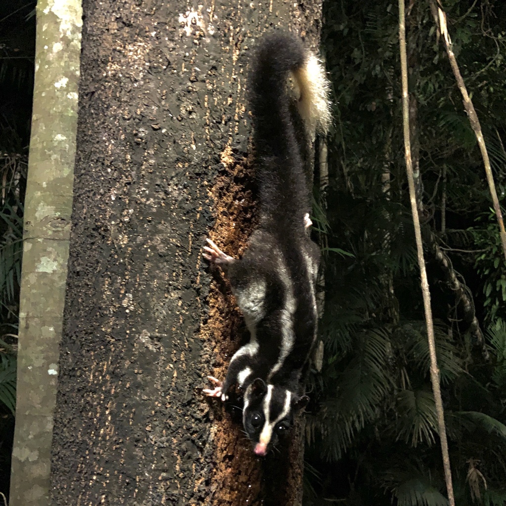 Striped Possum from Eacham Cl, Lake Eacham, QLD, AU on July 15, 2022 at ...