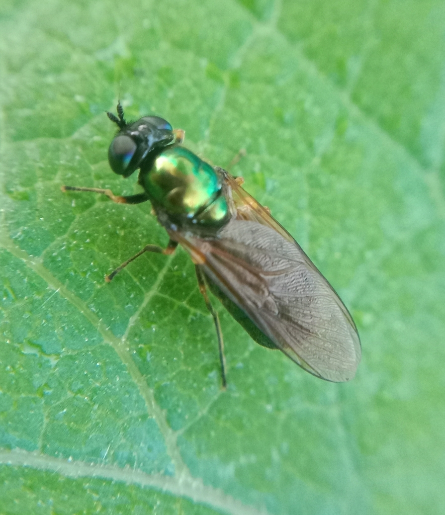 Broad Centurion Fly from Vasyl'kivs'kyi, UA-KV, UA on June 30, 2024 at ...