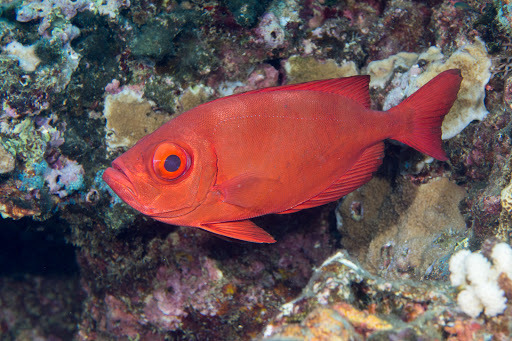 Hawaiian Bigeye (Reef Fish of the Hawaiian Islands) · iNaturalist