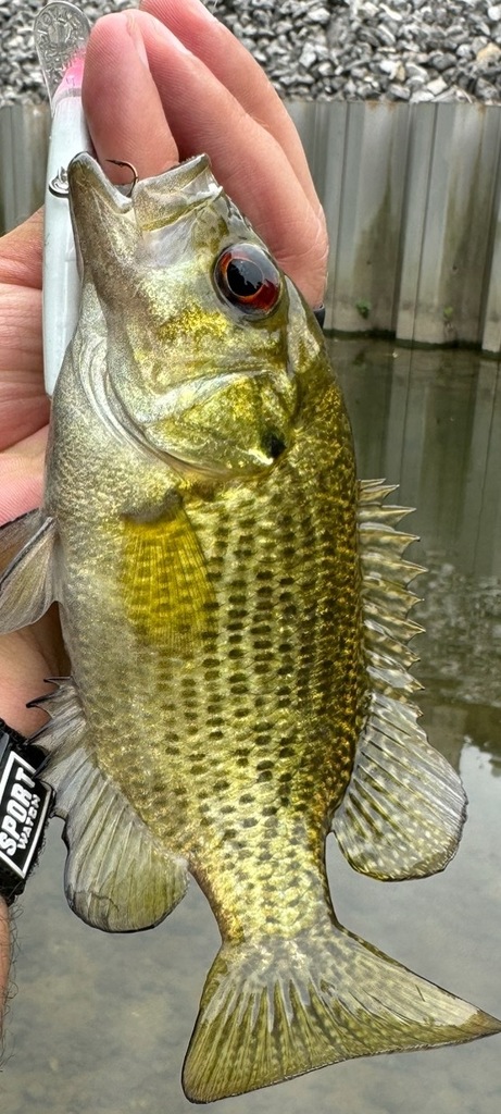 Rock Bass from South Bend, IN, USA on June 29, 2024 at 05:30 PM by ...