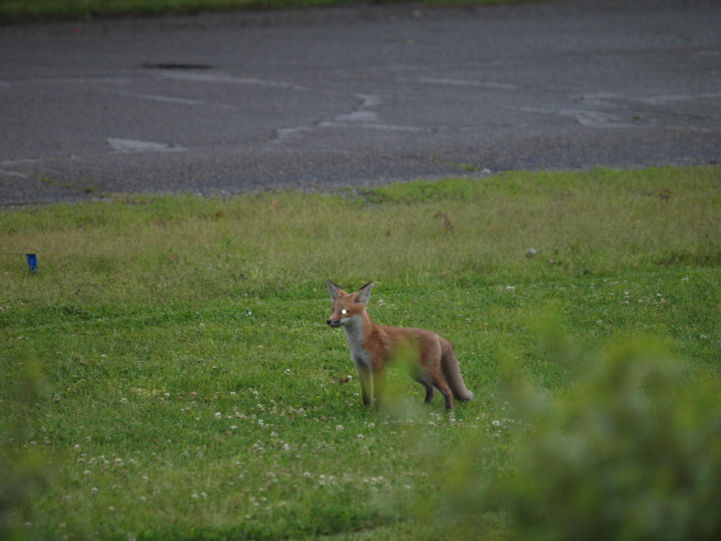 Red Fox from Cherokee, KS 66724, USA on May 13, 2020 by turky370 ...
